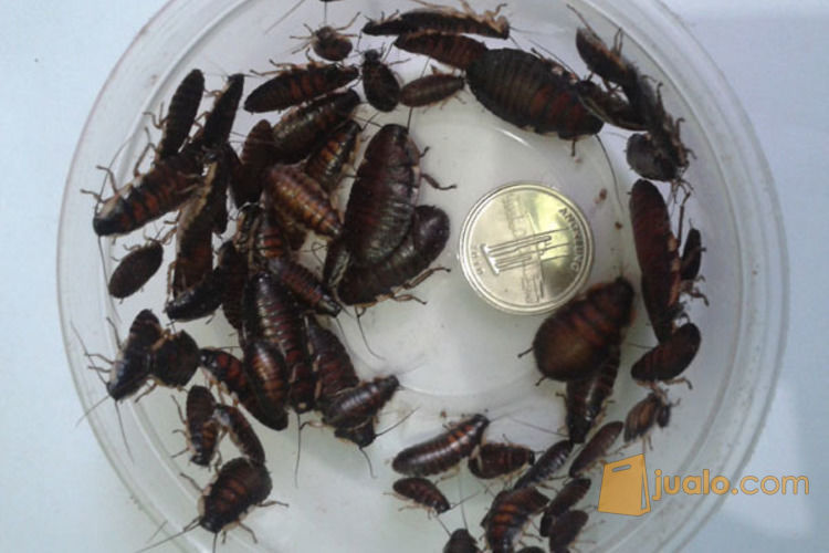 Beberapa jenis Kecoa (Lobster, Turkish, Madagaskar, Dubia) di Kota ...