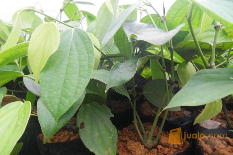 Bibit Merica Perdu | Bibit Lada Perdu Unggul | Bibit Lada Perdu Bogor ...