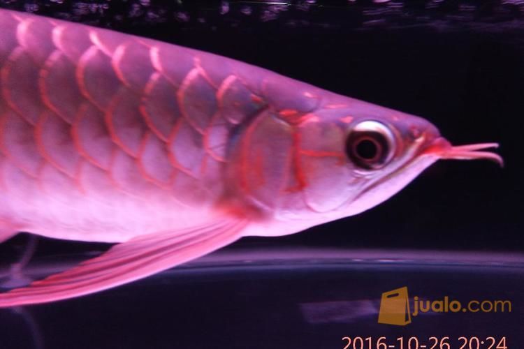 arwana super red sumo di Kota Tangerang, Banten | Jualo.com