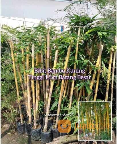 Bambu Kuning Polybag Tinggi 1,5 Meter Batang Besar di Kab. Ogan Ilir ...