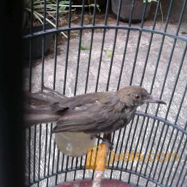 Burung Siri siri muda hutan di Kota Bekasi, Jawa Barat | Jualo.com