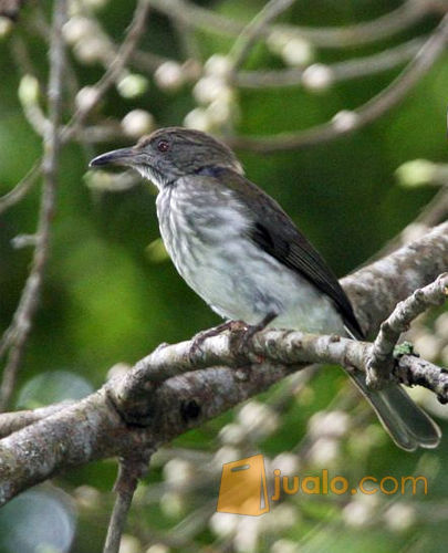 Burung Siri siri muda hutan di Kota Bekasi, Jawa Barat | Jualo.com