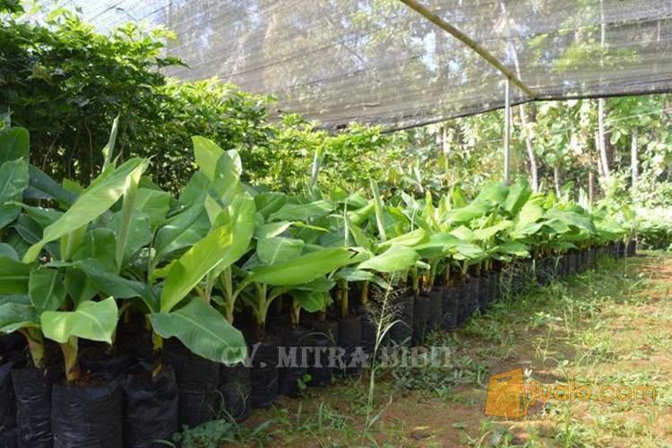 Bibit Pisang Mas Kirana Unggul | Harga Bibit Pisang Mas Kirana Sunpride ... Bibit Pisang Mas Kirana Unggul | Harga Bibit Pisang Mas Kirana Sunpride ...