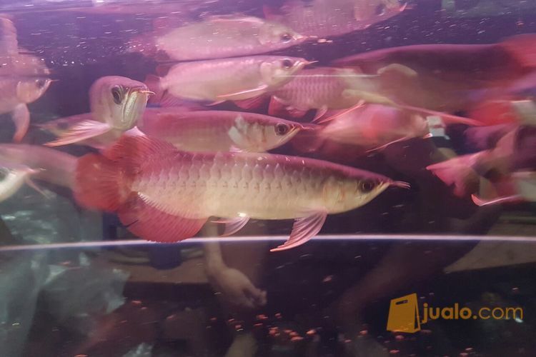 ikan arwana super red gen merah 23cm di Kota Jakarta Barat, DKI Jakarta | Jualo.com