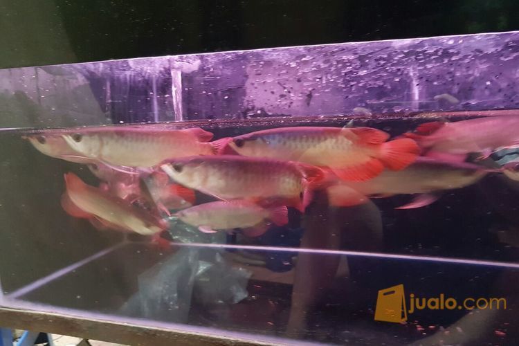 ikan arwana super red gen merah 23cm di Kota Jakarta Barat, DKI Jakarta | Jualo.com