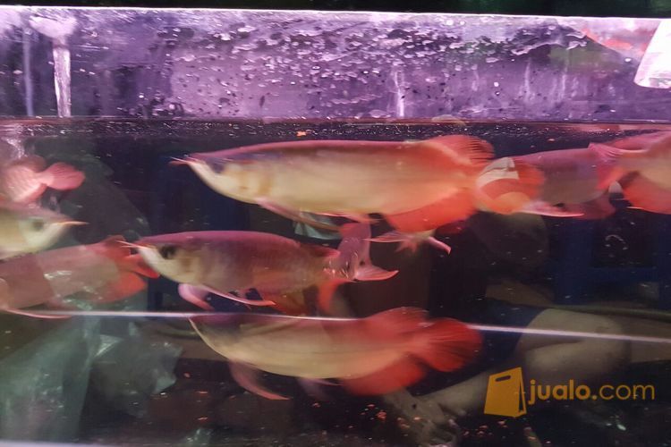 ikan arwana super red gen merah 23cm di Kota Jakarta Barat, DKI Jakarta | Jualo.com