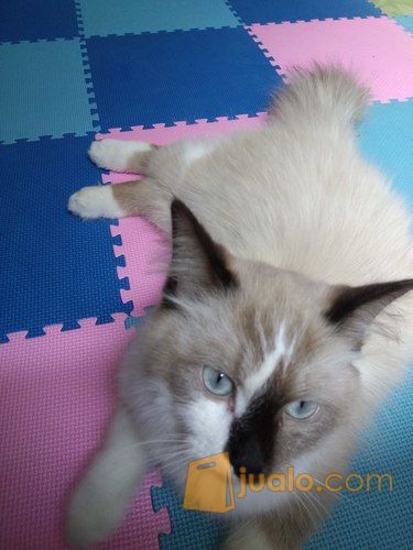 kucing persia himalaya medium ragdoll di Kota Bandung, Jawa Barat ...