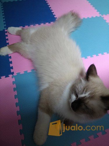 kucing persia himalaya medium ragdoll di Kota Bandung, Jawa Barat ...
