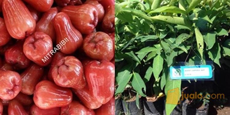 Bibit Jambu Air Deli Madu, Bol Jamaica dan Jambu Citra di Kab ...