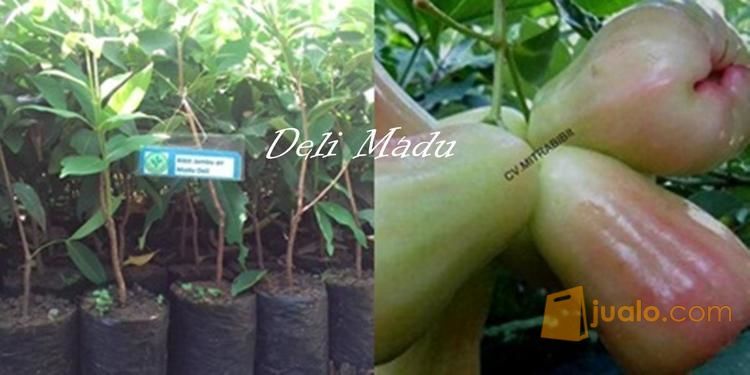 Bibit Jambu Air Deli Madu, Bol Jamaica dan Jambu Citra di Kab ...
