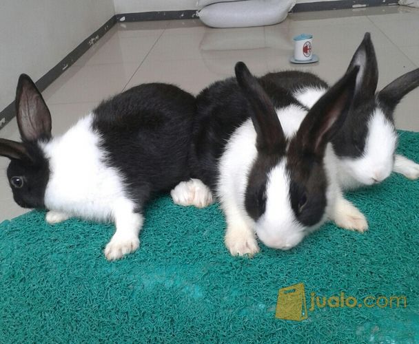 kelinci Dutch junior usia 3 bulan di Kota Jakarta Selatan, DKI Jakarta ...