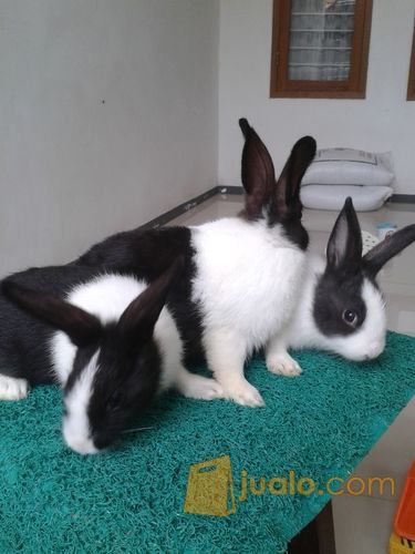 kelinci Dutch junior usia 3 bulan di Kota Jakarta Selatan, DKI Jakarta ...