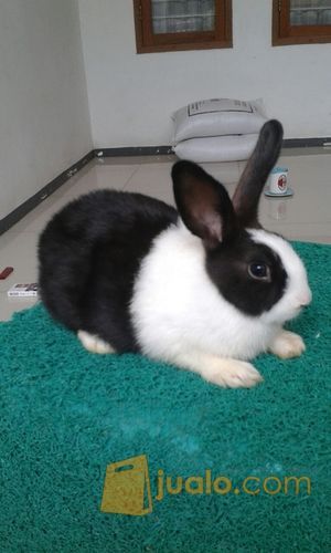 kelinci Dutch junior usia 3 bulan di Kota Jakarta Selatan, DKI Jakarta ...