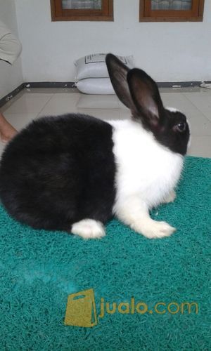 kelinci Dutch junior usia 3 bulan di Kota Jakarta Selatan, DKI Jakarta ...