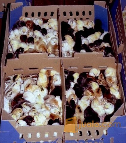 DOC Ayam Dan DOD Itik di Kota Surabaya, Jawa Timur | Jualo.com