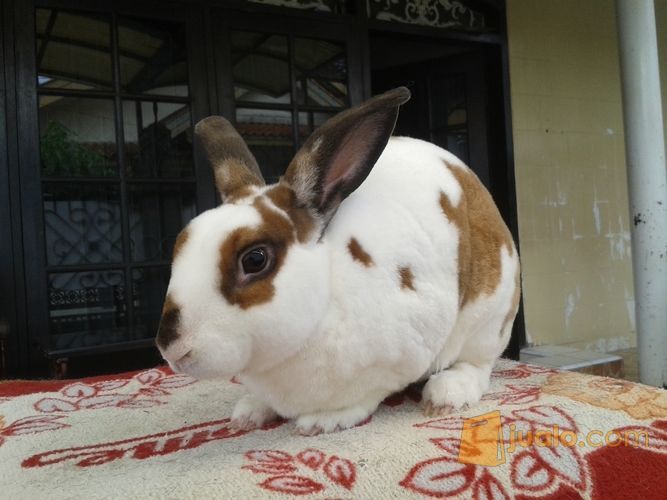 kelinci mini rex senior di Kota Jakarta Selatan, DKI Jakarta | Jualo.com