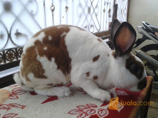 kelinci mini rex senior di Kota Jakarta Selatan, DKI Jakarta | Jualo.com