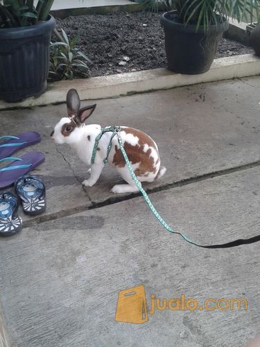 kelinci mini rex senior di Kota Jakarta Selatan, DKI Jakarta | Jualo.com