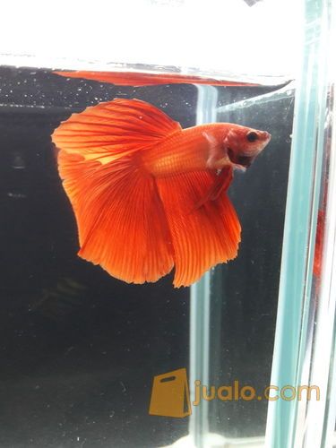 CUPANG HIAS HALFMOON SUPER RED ( FREE 1 EKOR HM BONUS ) di Kota Jakarta ...