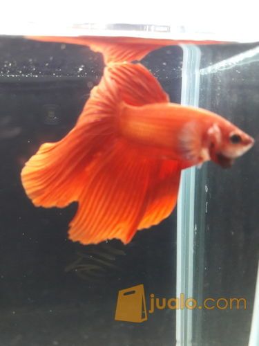 CUPANG HIAS HALFMOON SUPER RED ( FREE 1 EKOR HM BONUS ) di Kota Jakarta ...