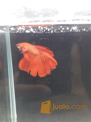 CUPANG HIAS HALFMOON SUPER RED ( FREE 1 EKOR HM BONUS ) di Kota Jakarta ...