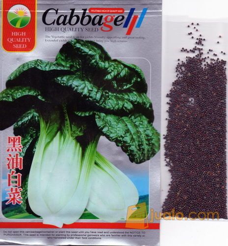 (300 Biji) Benih Sayur Pagoda Super (K0025) di Kota Yogyakarta ...