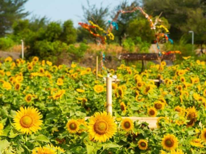 Wisata Taman Bunga di Indonesia, Instagramable Banget!