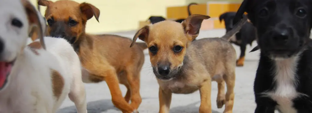 Humane Society of Indianapolis