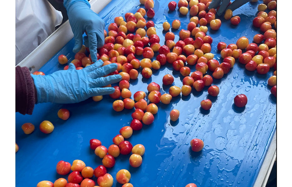 Zero Waste Fresh Cherry Line