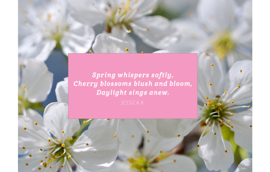 Cherry Haikus & Poems - Annual Contest