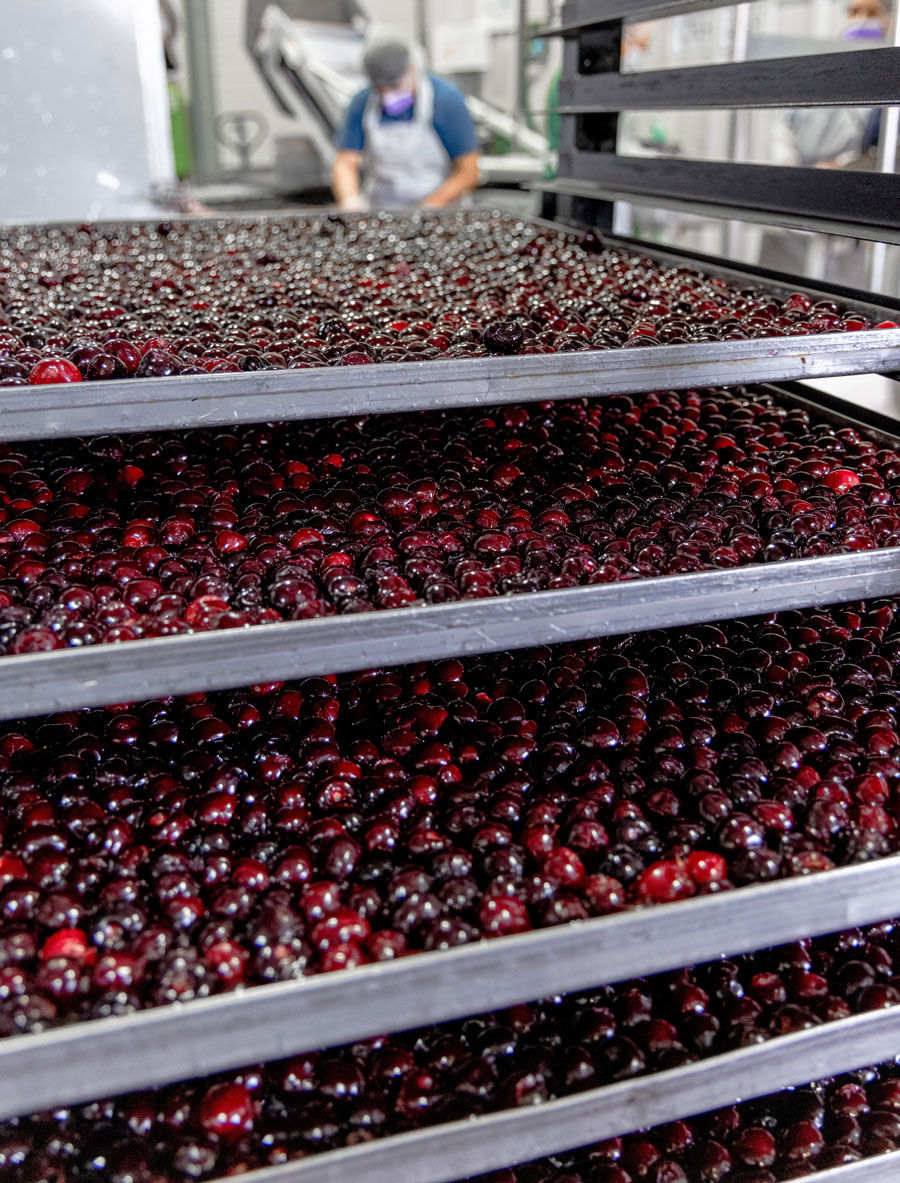 A Late But Plentiful Cherry Harvest in the Pacific Northwest