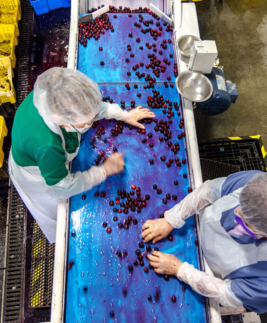 A Late But Plentiful Cherry Harvest in the Pacific Northwest