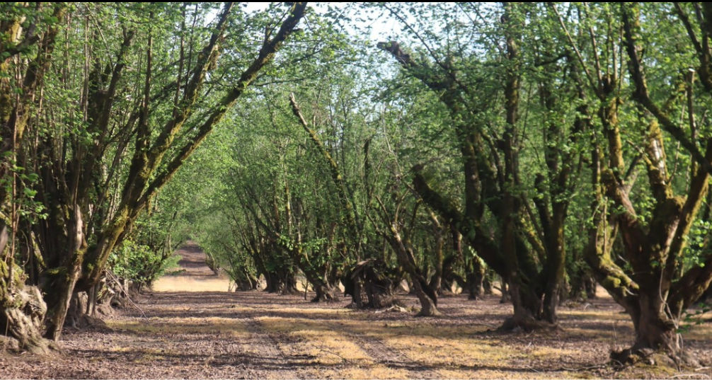 Five Interesting Facts About Northwest Hazelnuts