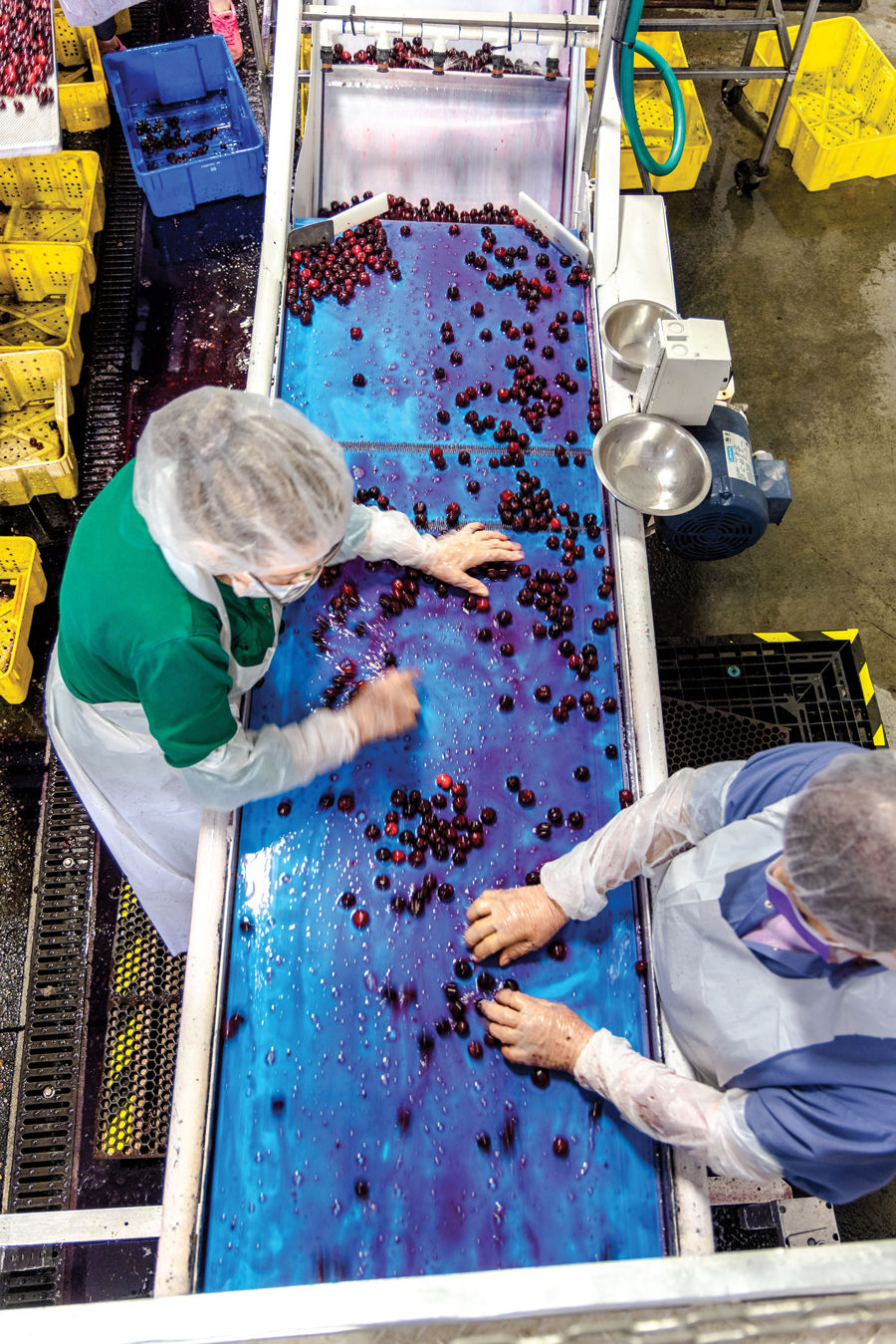 How We Make Our Chocolate Cherries