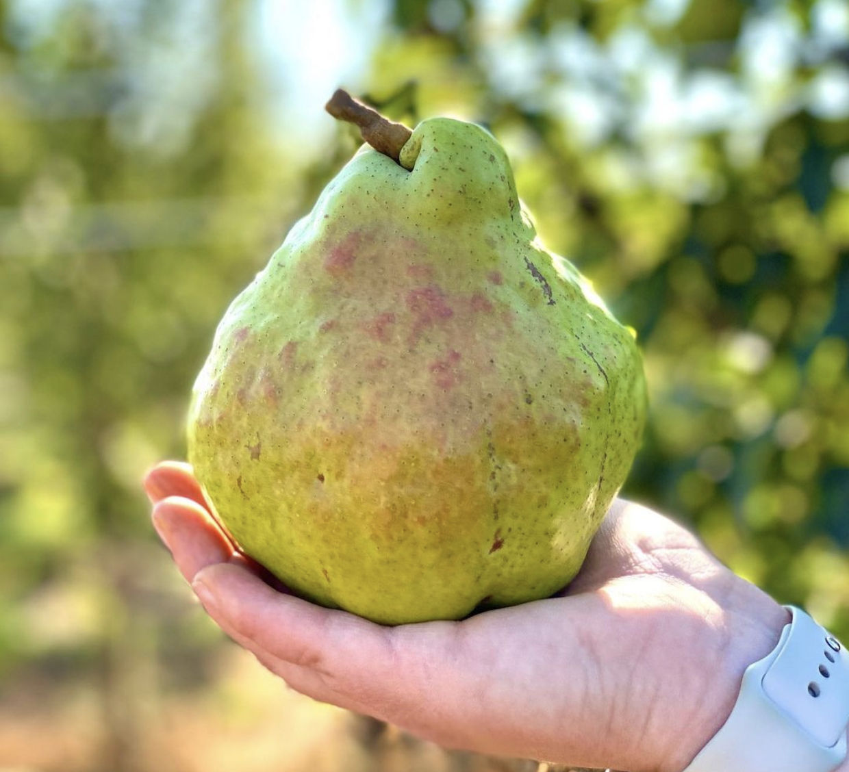 Our 2022 Washington State Harvest Roundup