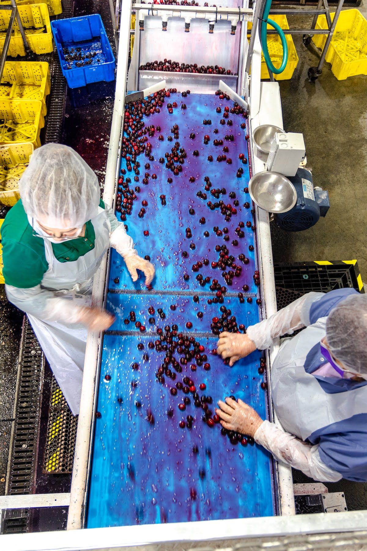 The Life of a Chukar Chocolate Cherry