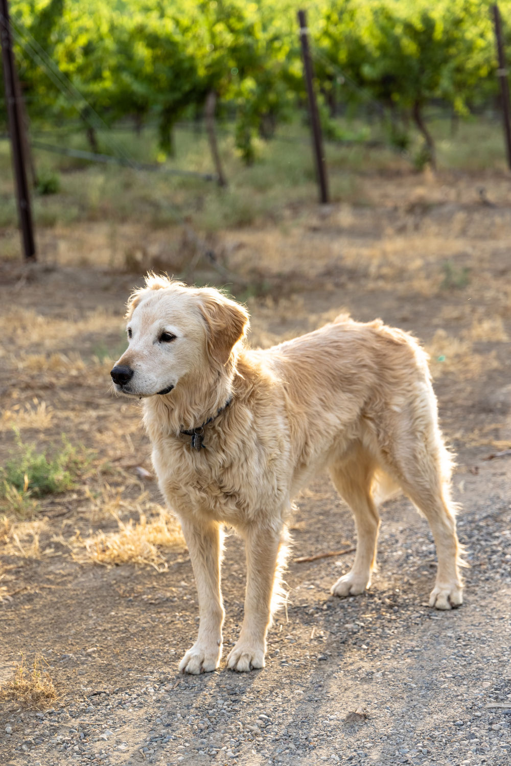Scenes from Washington Sweet Cherry Harvest