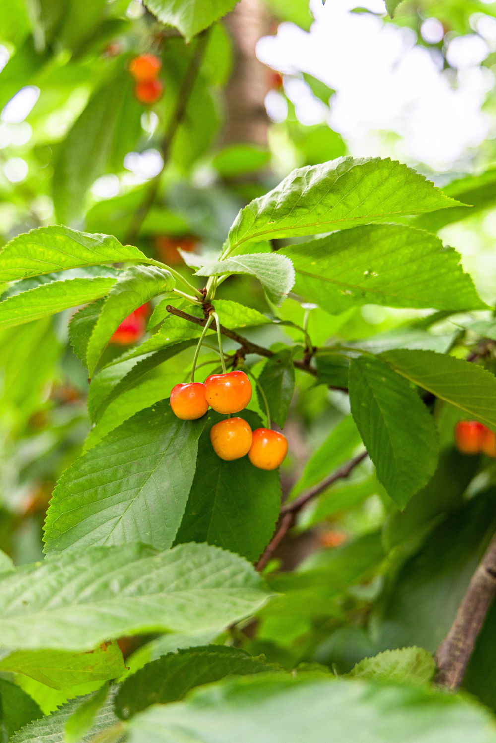 Scenes from Washington Sweet Cherry Harvest