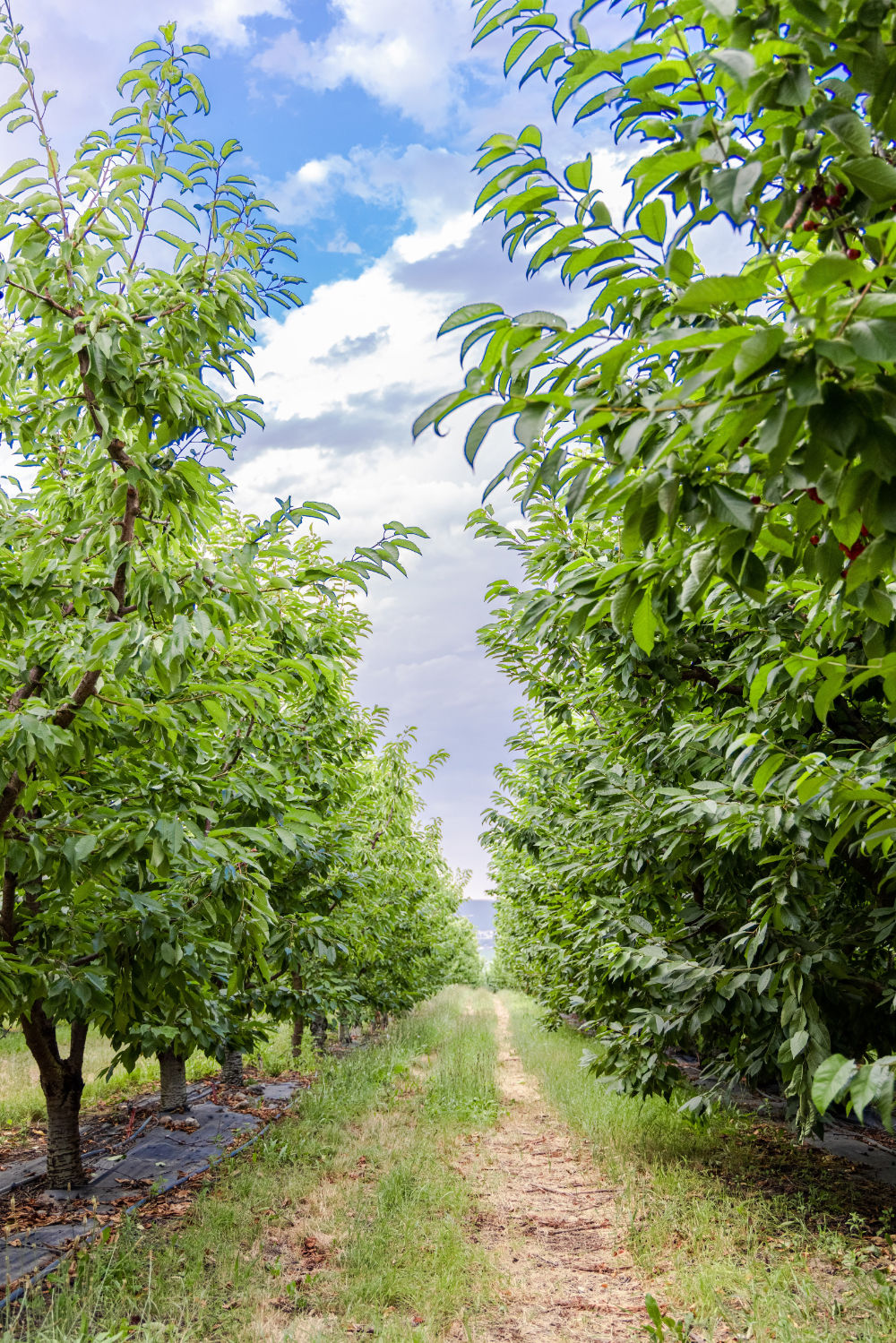 Scenes from Washington Sweet Cherry Harvest