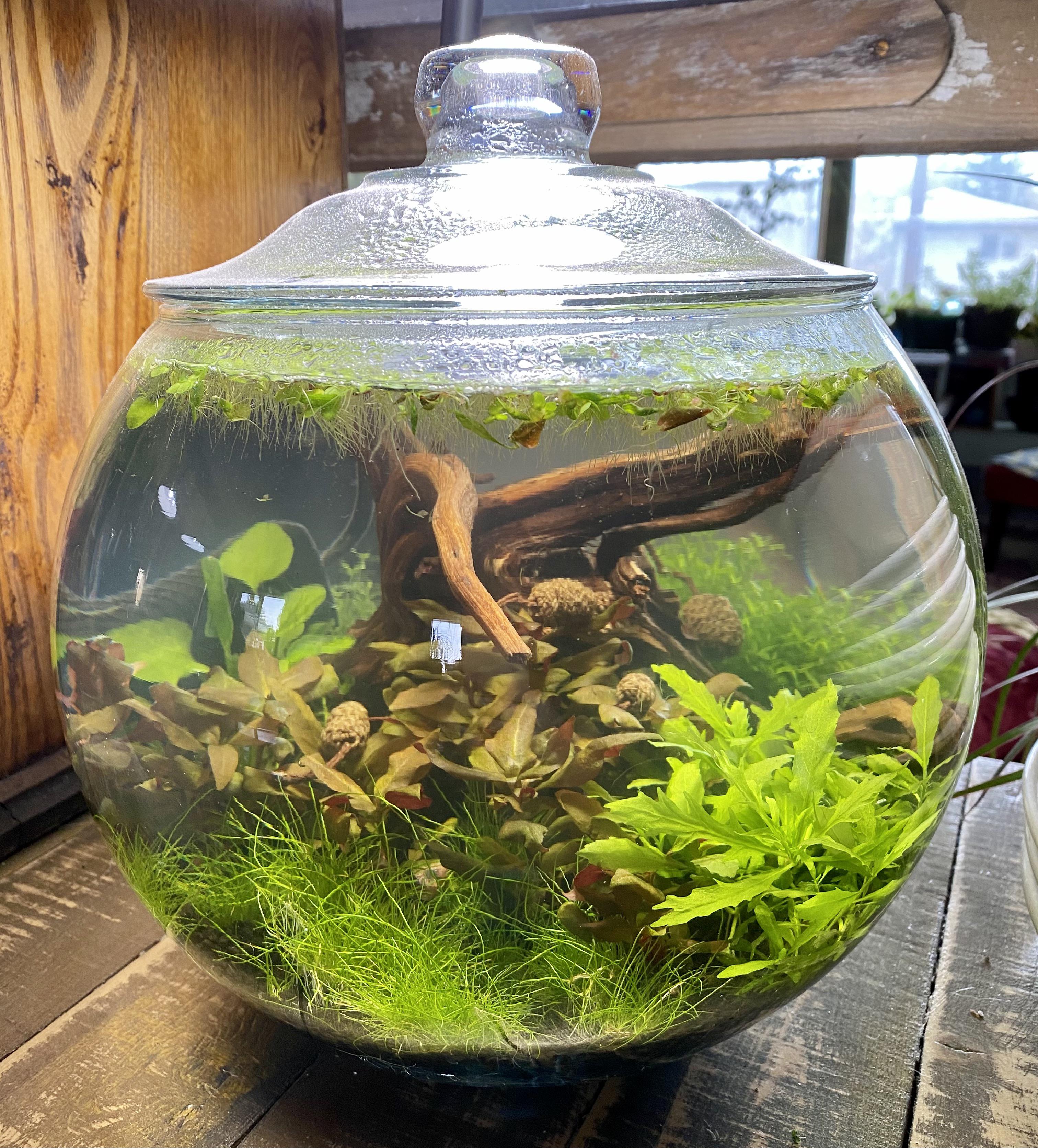 My first attempt : r/walstad