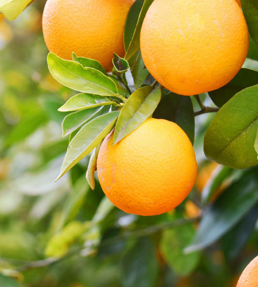 Biotechnology Company| agriculture fertilizer | Trishul BioTech