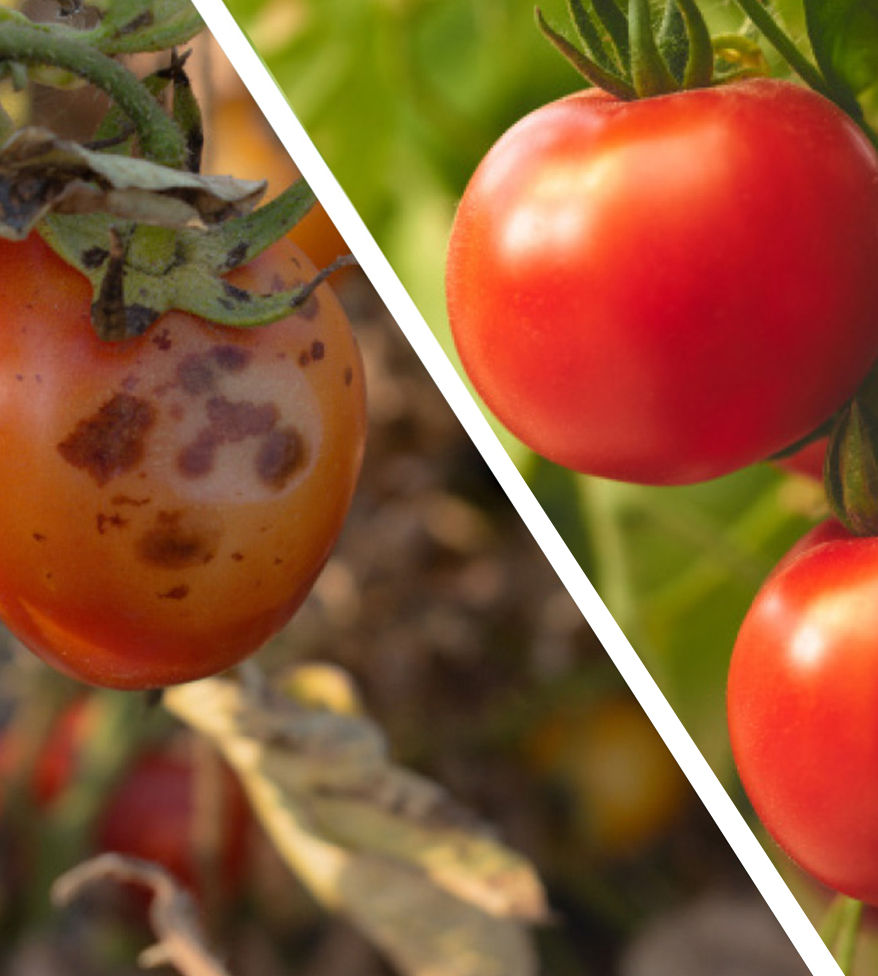 Biotechnology Company| agriculture fertilizer | Trishul BioTech