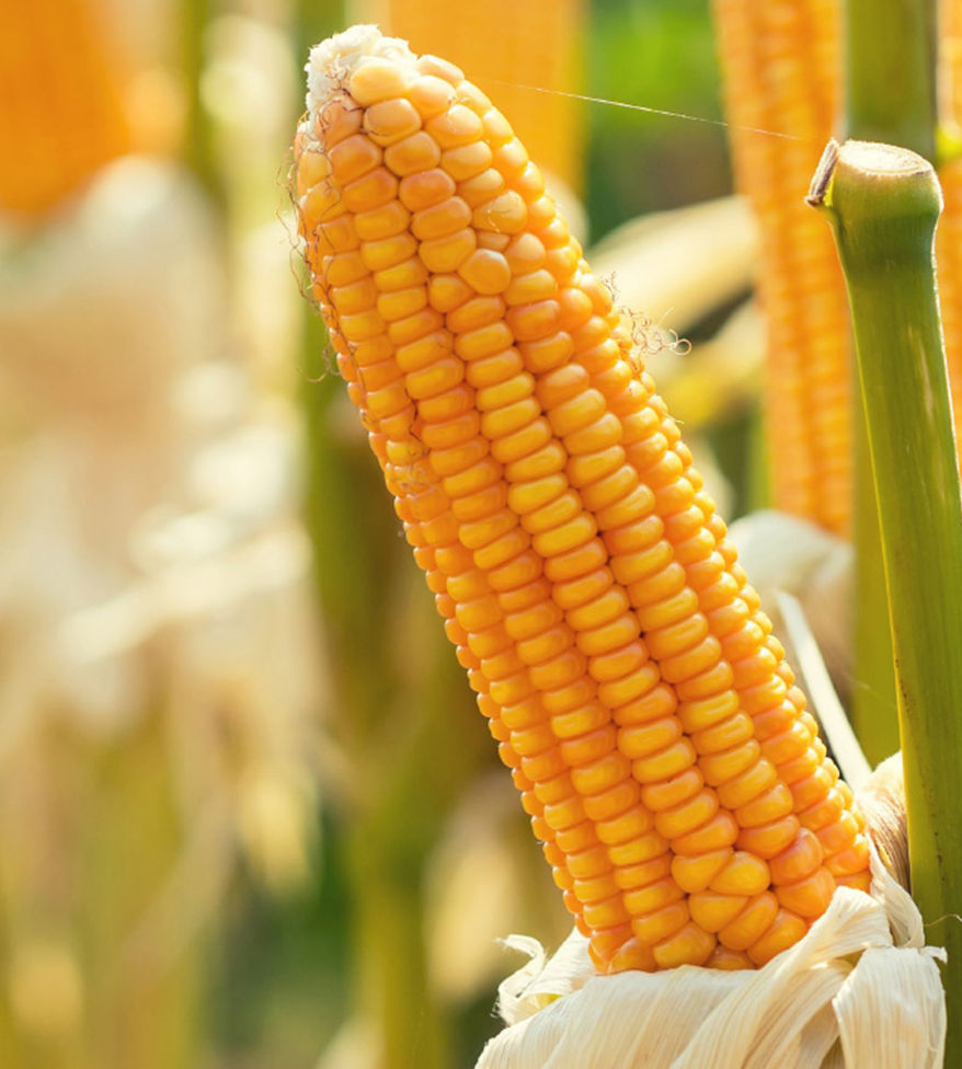 Biotechnology Company| agriculture fertilizer | Trishul BioTech