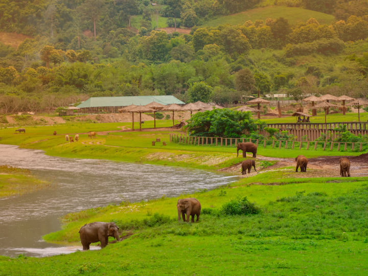 Mae Wang Elephant Sanctuary - Full Day Trip | $46.65 - Book Best Price ...