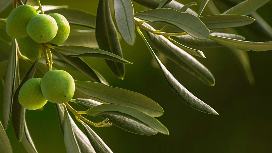 15 Types of Olive: Key Differences in Color and Taste