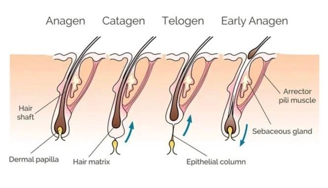Anatomy of Hair Follicles: How Laser Light Interacts with the Hair ...