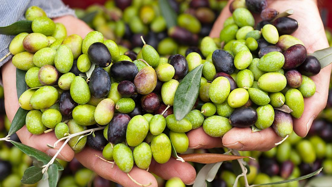15 Types of Olive: Key Differences in Color and Taste