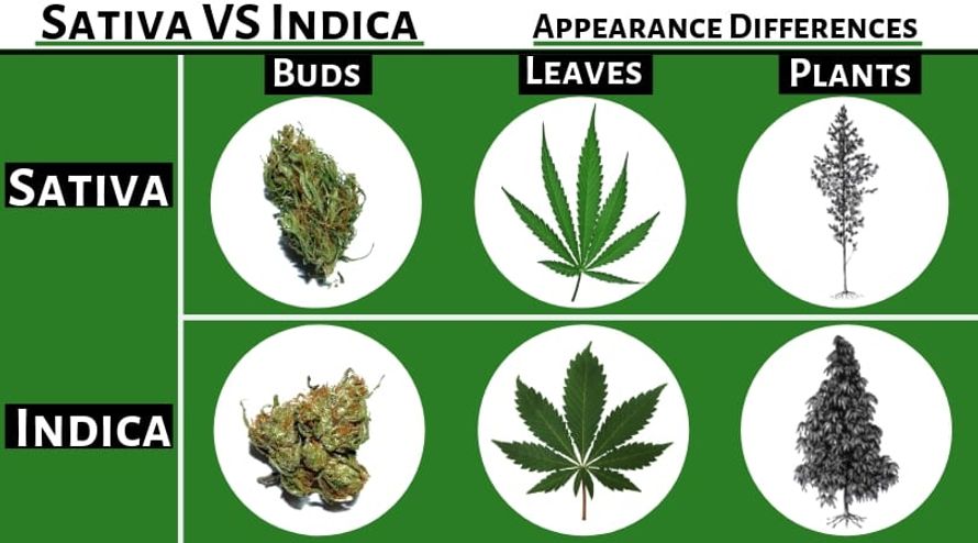 Sativa vs Indica What’s the difference? | TheCannaSchool