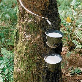 Fungicides Preserve the Productivity of Rubber Trees - CropLife ...