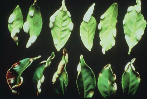 Fungicides Are Indispensable to Prevent Fungal Blisters on Tea Leaves ...